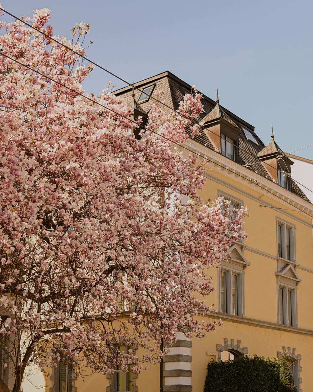 Zurich Spring Blossoms | Locke