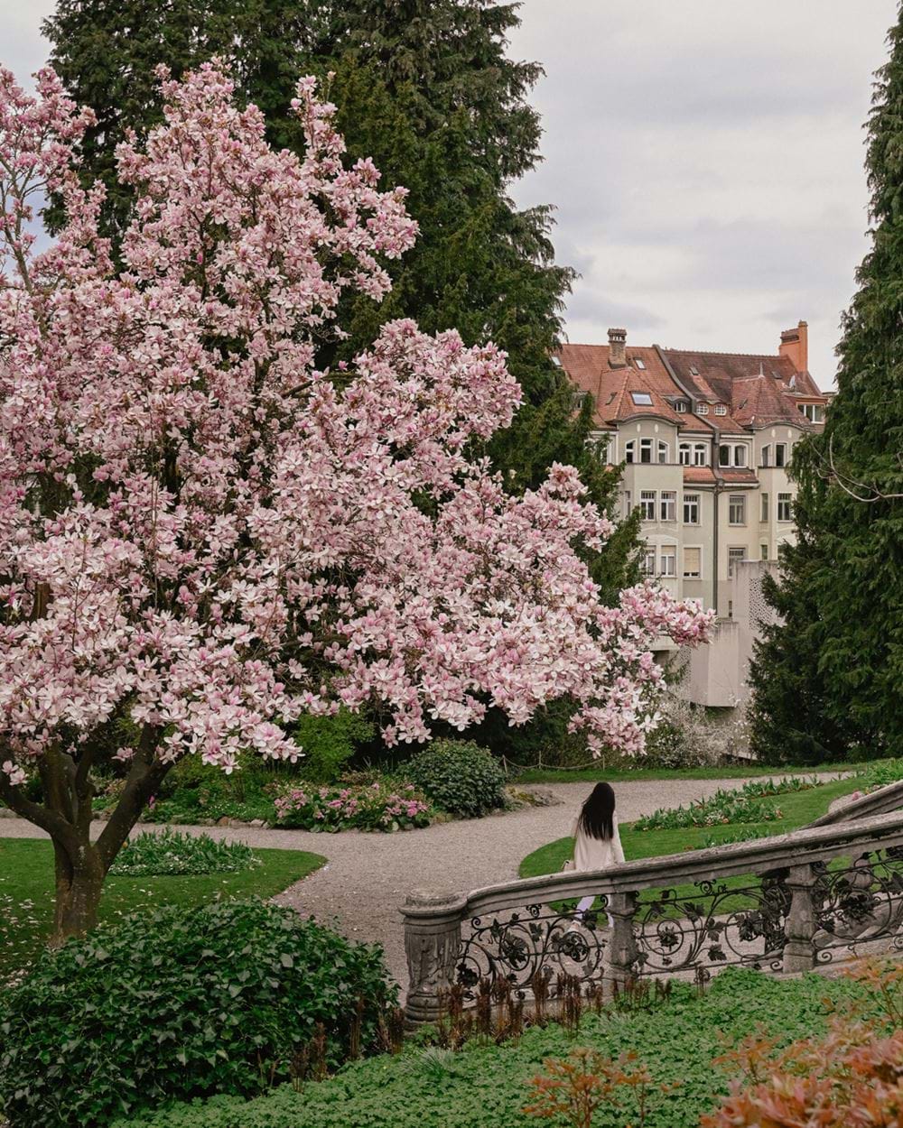 Zurich Spring Blossoms | Locke